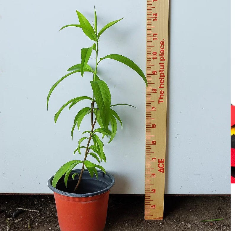 Zee Lady Peach Seedling Live Fruit Tree Plant 5-14" Tall - Etsy