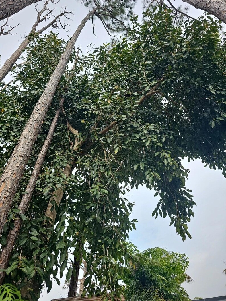 JAMUN JAMBUL Fruit Tree – Syzygium Cumini – Indian Wax Apple / Java ...