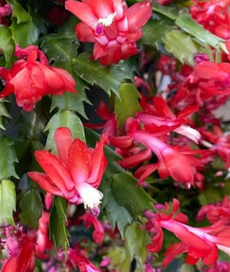 Zygocactus 'christmas Cactus' Red (4”); US Seller; Live Potted Plant ...