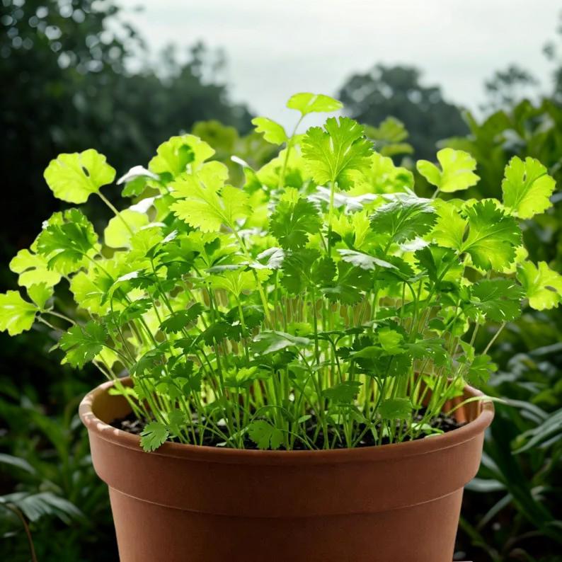 800+ Slow Bolt Cilantro Seeds – Heirloom Non-gmo Coriander Herb - Etsy