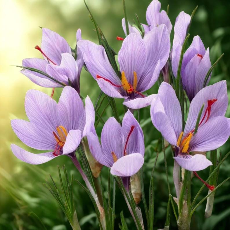 Saffron Crocus Seeds | 50 Crocus Sativus Seeds | Fall Blooming Purple ...