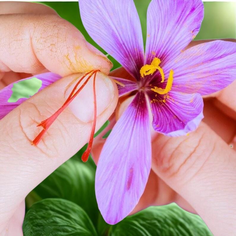 Saffron Crocus Seeds | 50 Crocus Sativus Seeds | Fall Blooming Purple ...