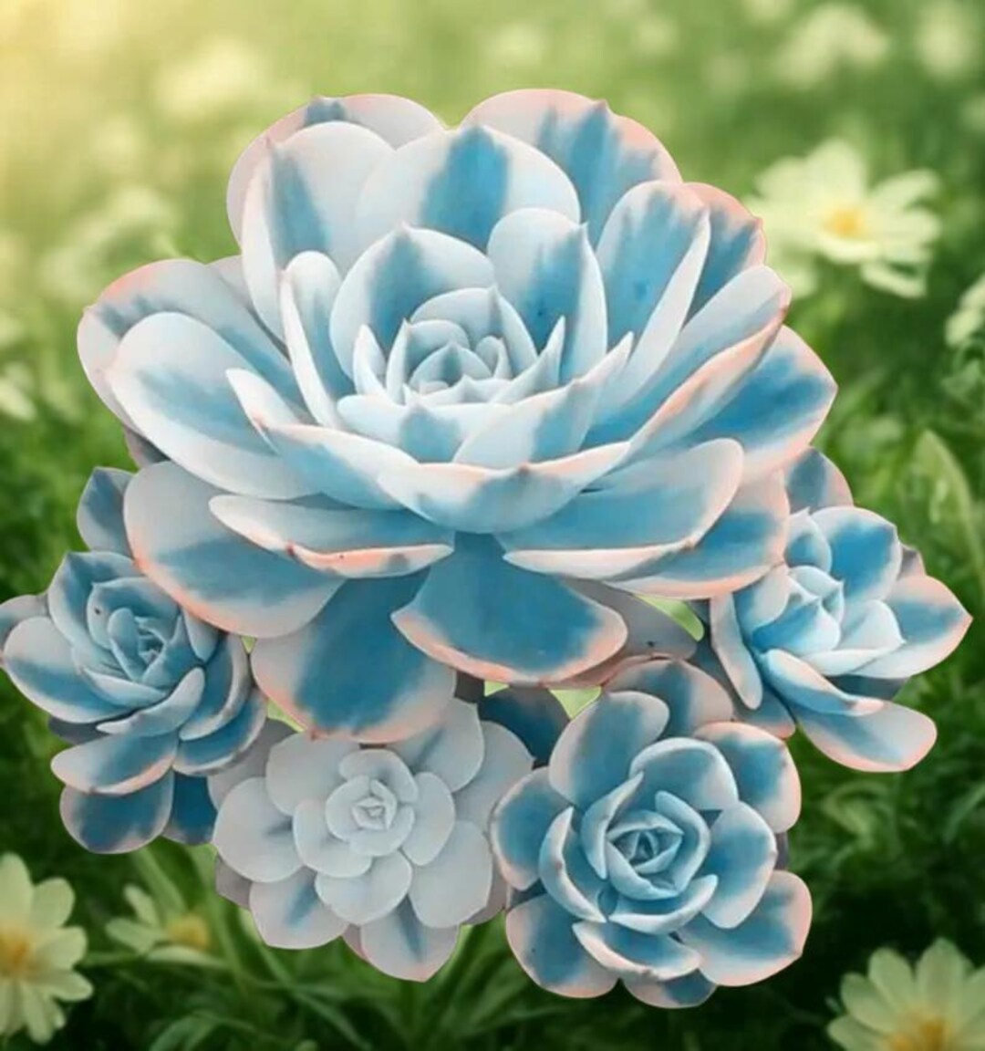 Blue White Lithops Succulent Seeds 100pcs Pack - Etsy