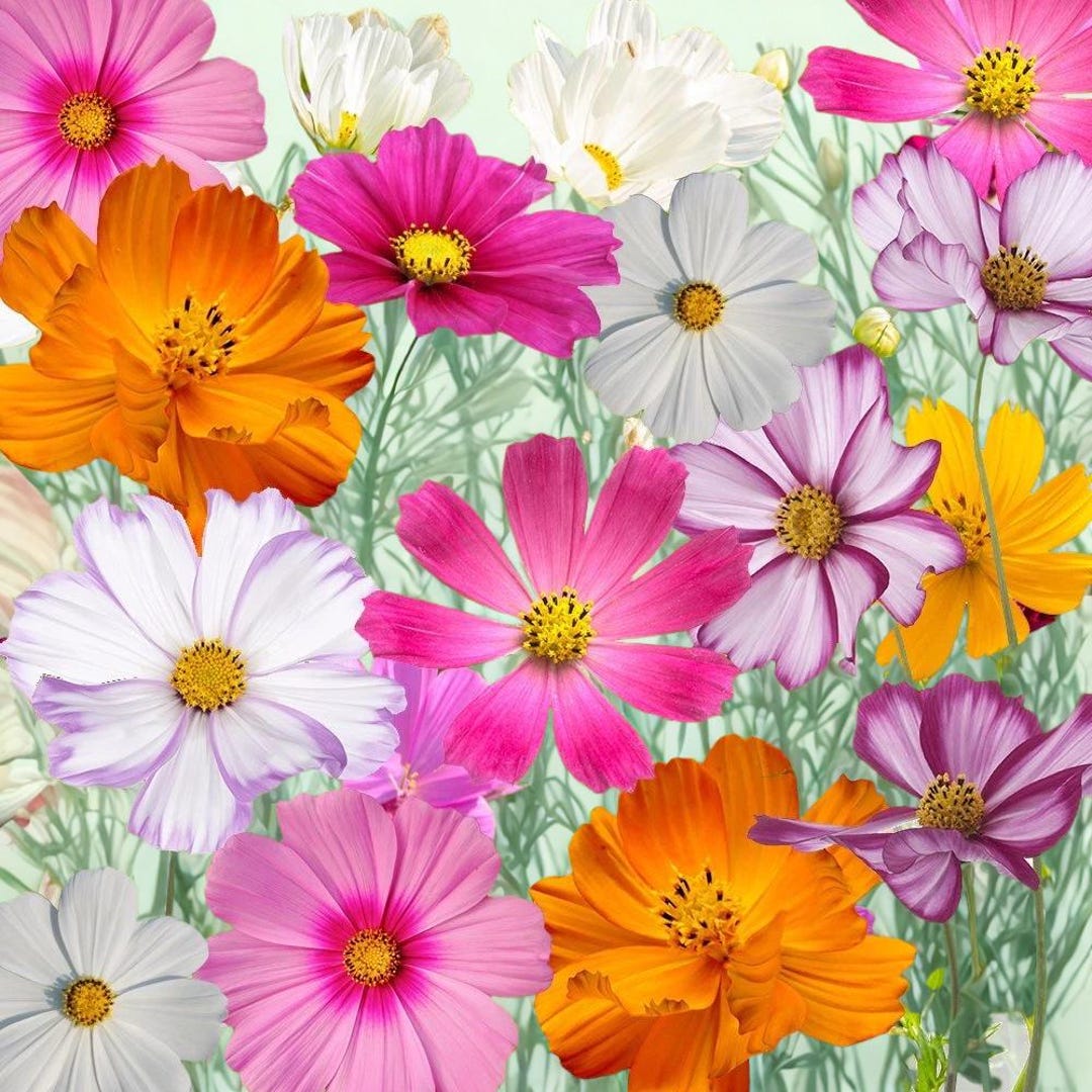 Cosmos Flower Seed Mix | 10 Varieties | Non-gmo Summer Garden ...