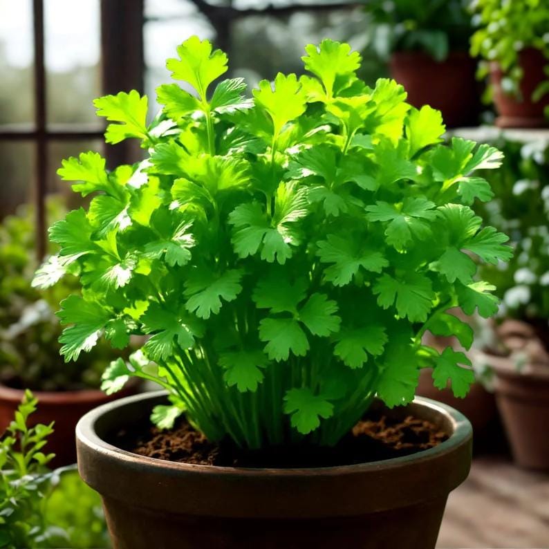 800+ Slow Bolt Cilantro Seeds – Heirloom Non-gmo Coriander Herb - Etsy