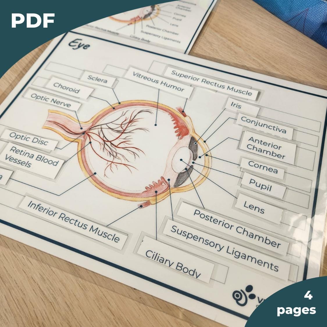 Eye Anatomy – Printable Learning Activity - Etsy Canada