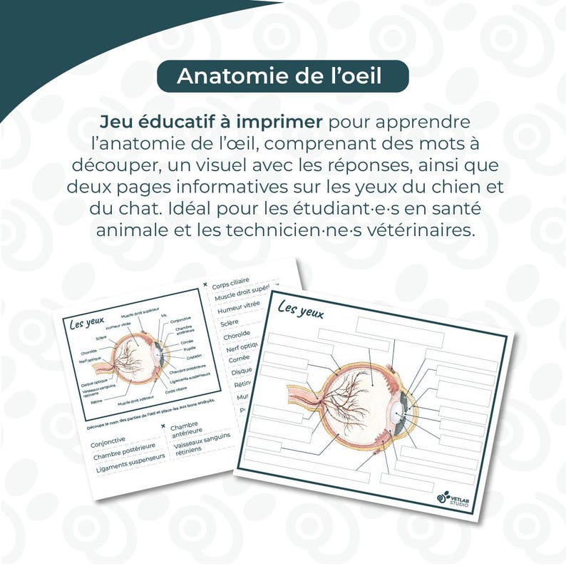 Printable Activity - Anatomy of the Eye - Etsy