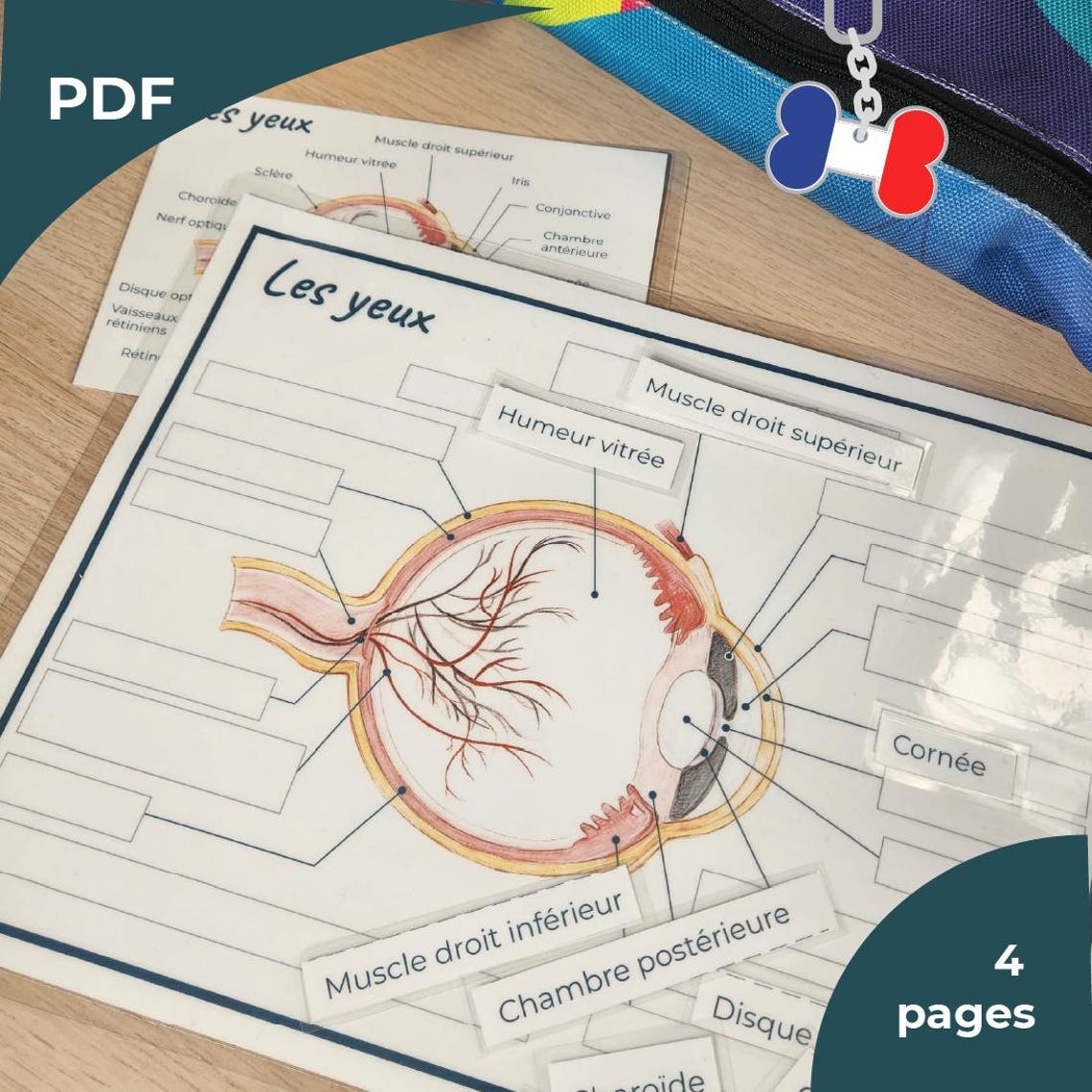 Printable Activity - Anatomy of the Eye - Etsy Canada