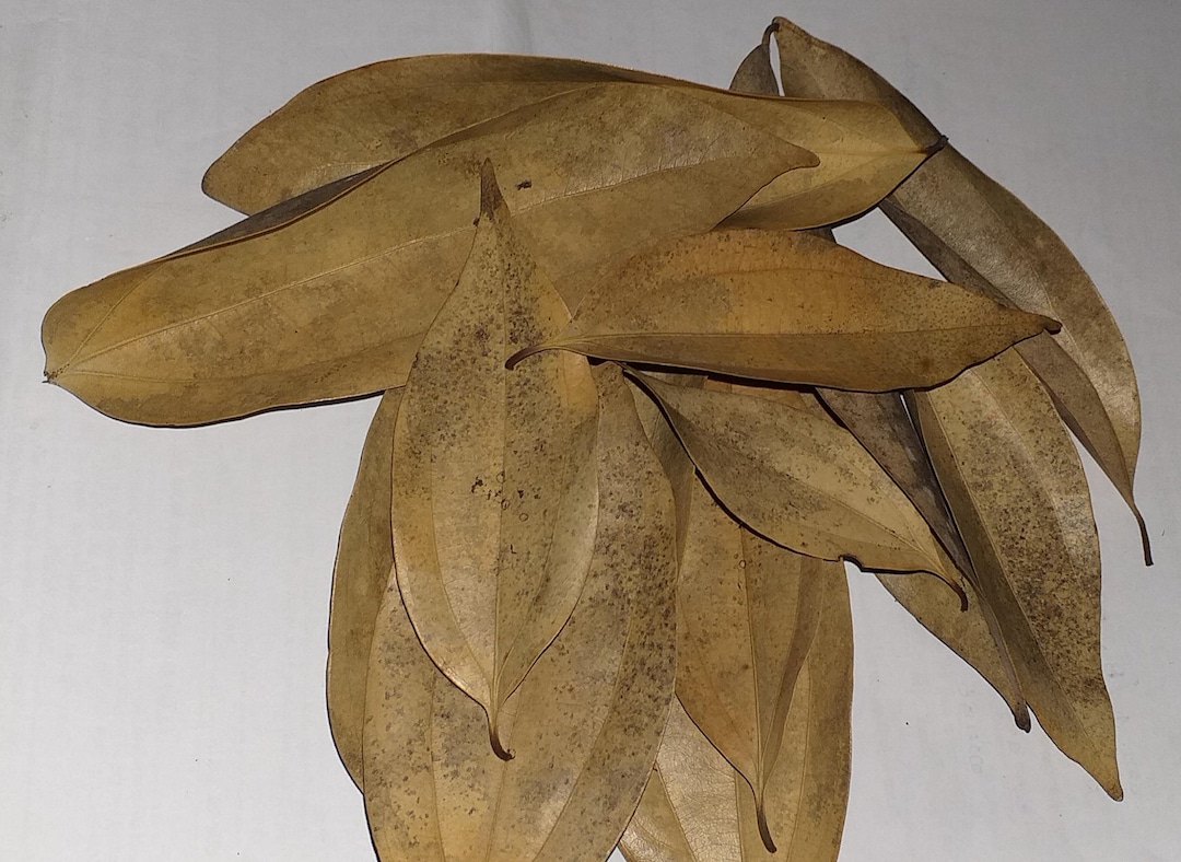 Shadow-dried Cinnamon Leaves | Natural Dried Herbs for Crafts ...