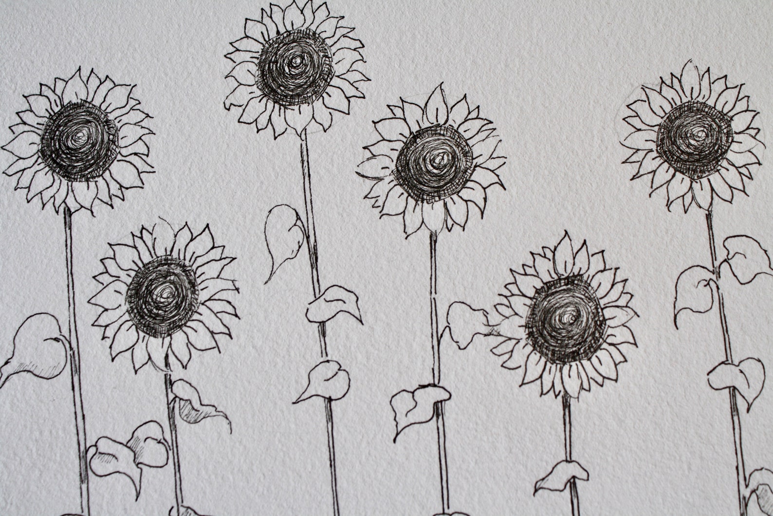 Pen and Ink, Sunflower Drawing, Original Art, Illustration, Botanical ...