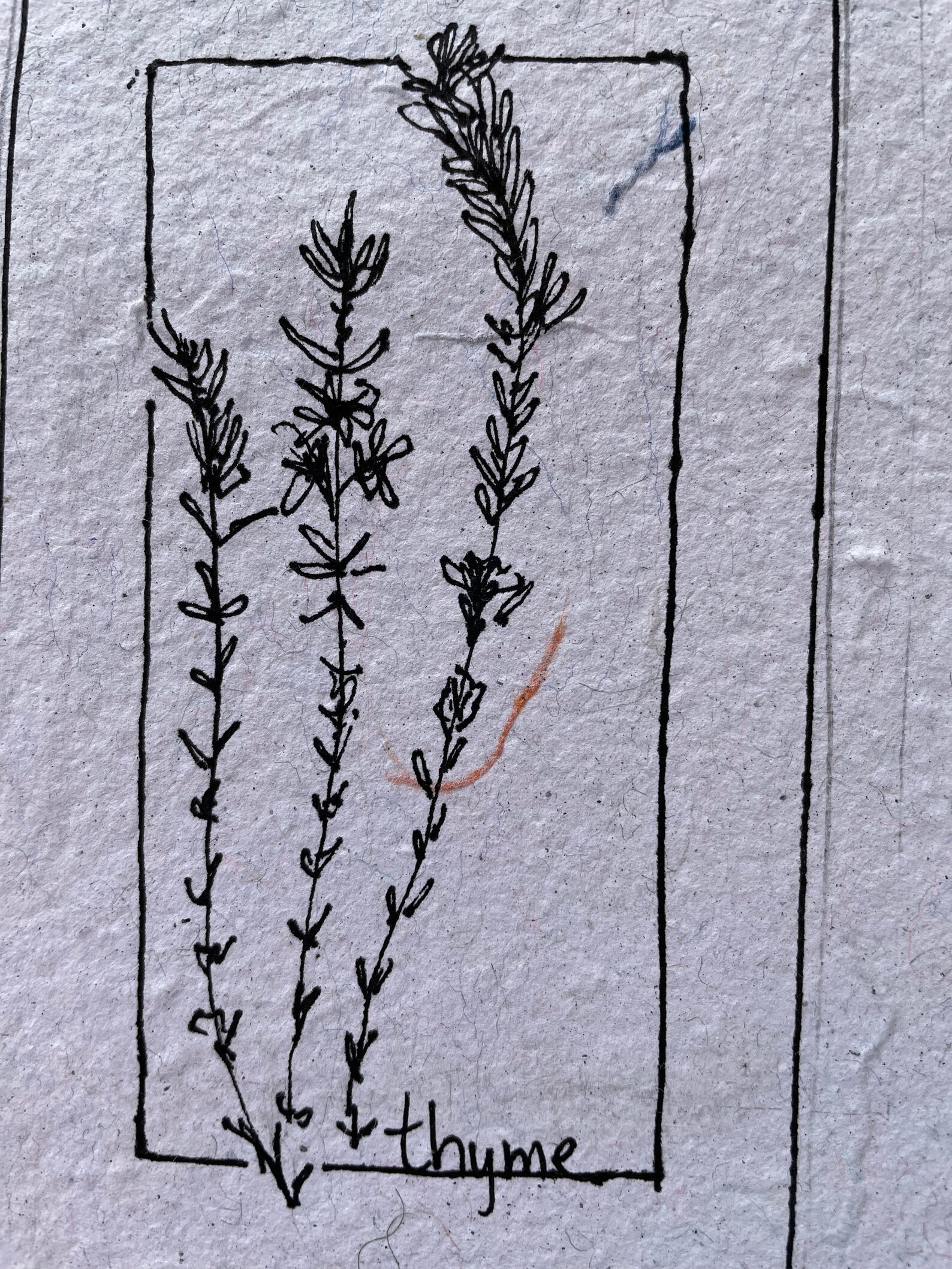 Pen and Ink Drawing, Original Art Work, Illustration, Botanical Print ...