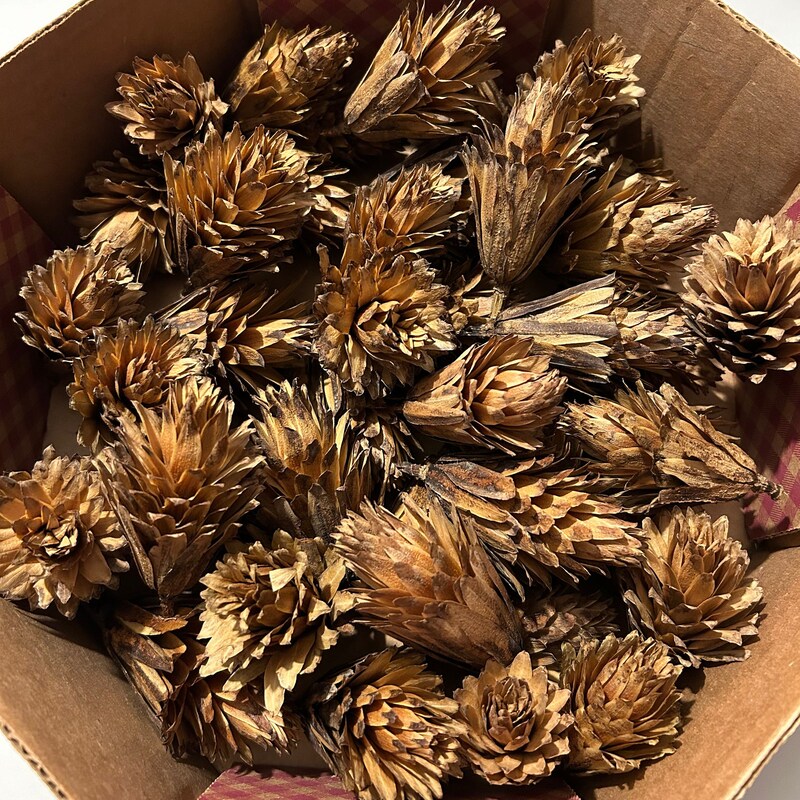 Tree Seed Pods - Etsy