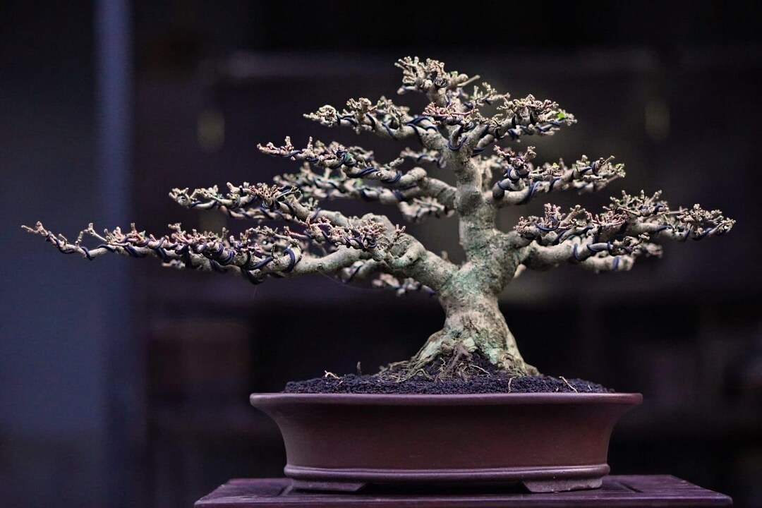 Water Jasmine Bonsai / Wrightia Religiosa Bonsai Tree - Extreme Style ...
