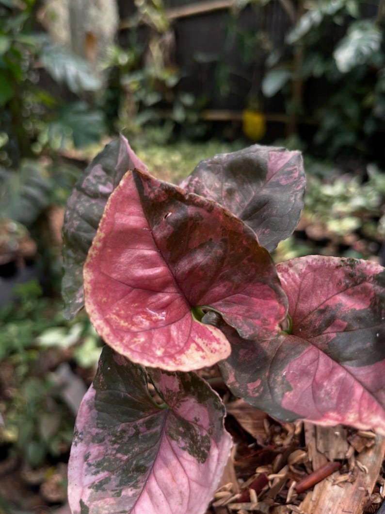 Syngonium Strawberry Ice Galaxy Syngonium Variegated - Indoor & Outdoor ...
