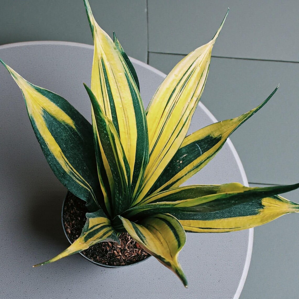 Sansevieria Gold Flame Variegated Snake Plant - Indoor & Outdoor Plant ...