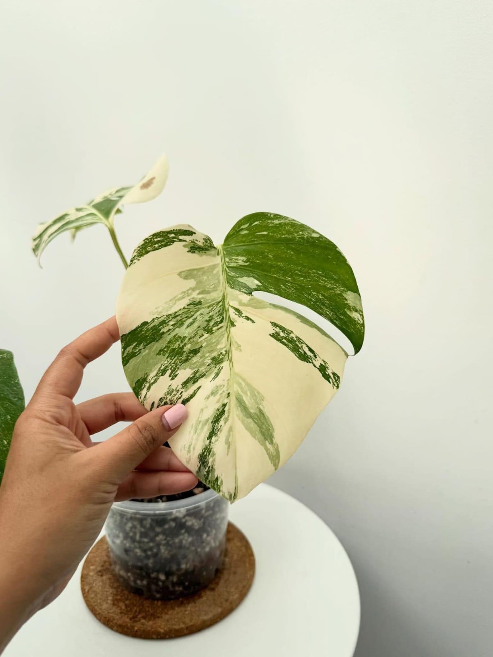 Monstera Albo Variegated White Tiger - Indoor & Outdoor Plant Aroid ...