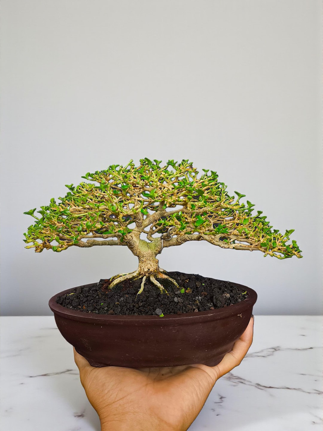 Premna Microphylla Bonsai Tree - Natural Style Indoor Planter - New ...