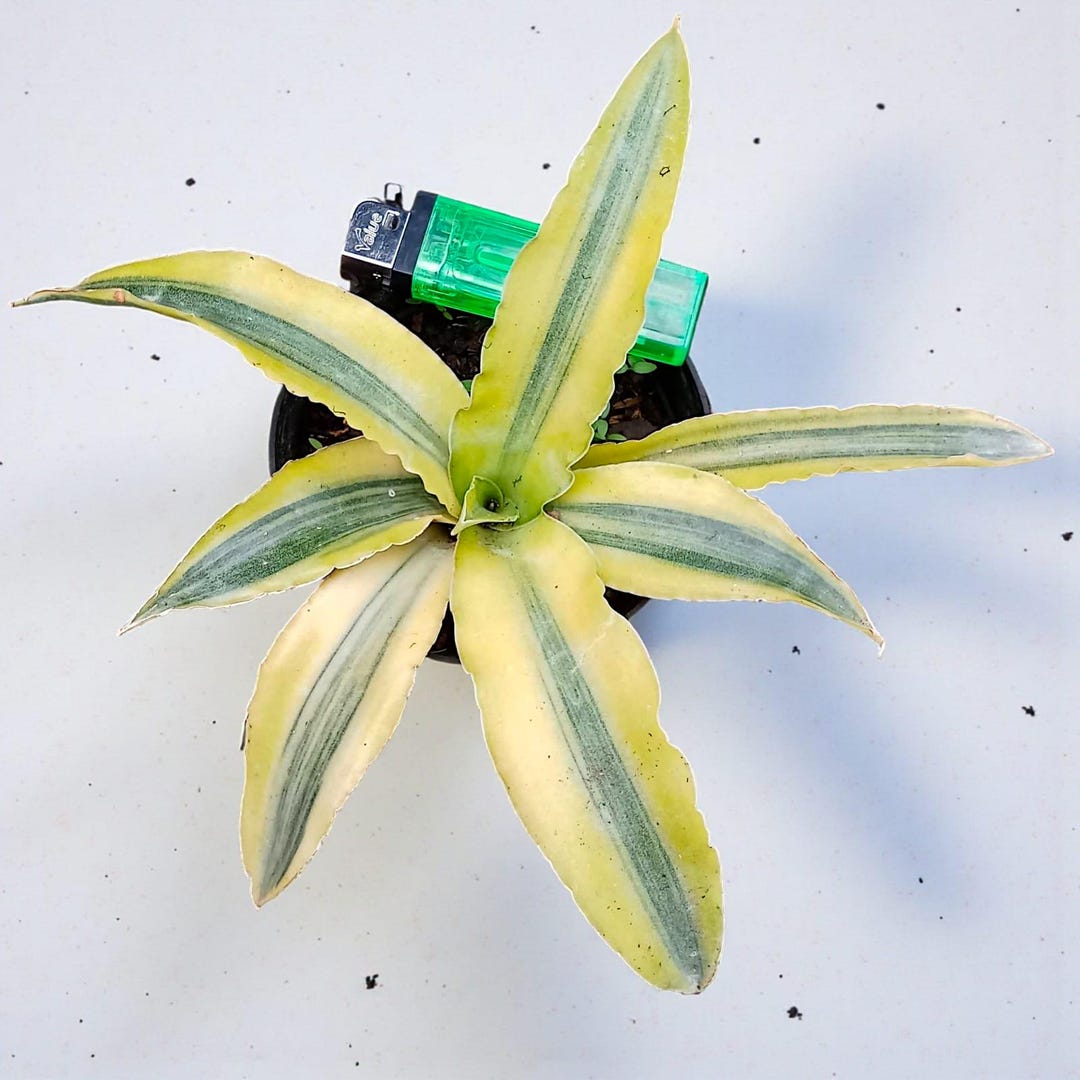 Sansevieria Katana Variegated Snake Plant - Indoor & Outdoor Plant ...