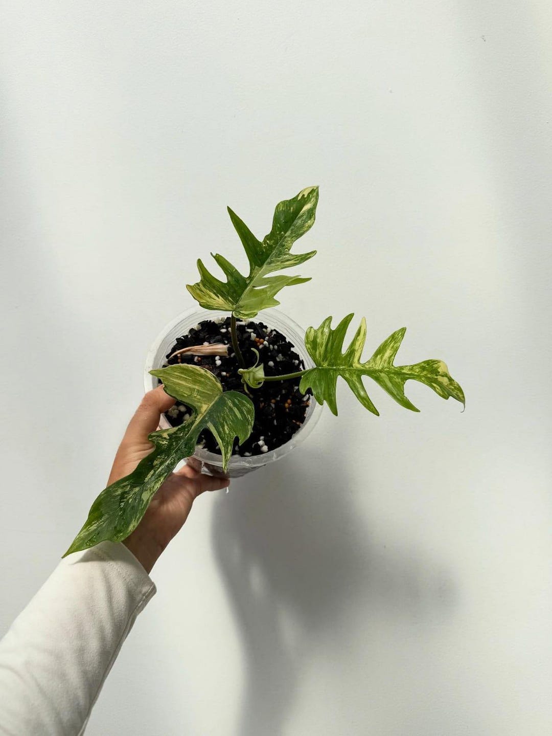 Philodendron Florida Beauty X Tortum Variegated - Indoor & Outdoor ...