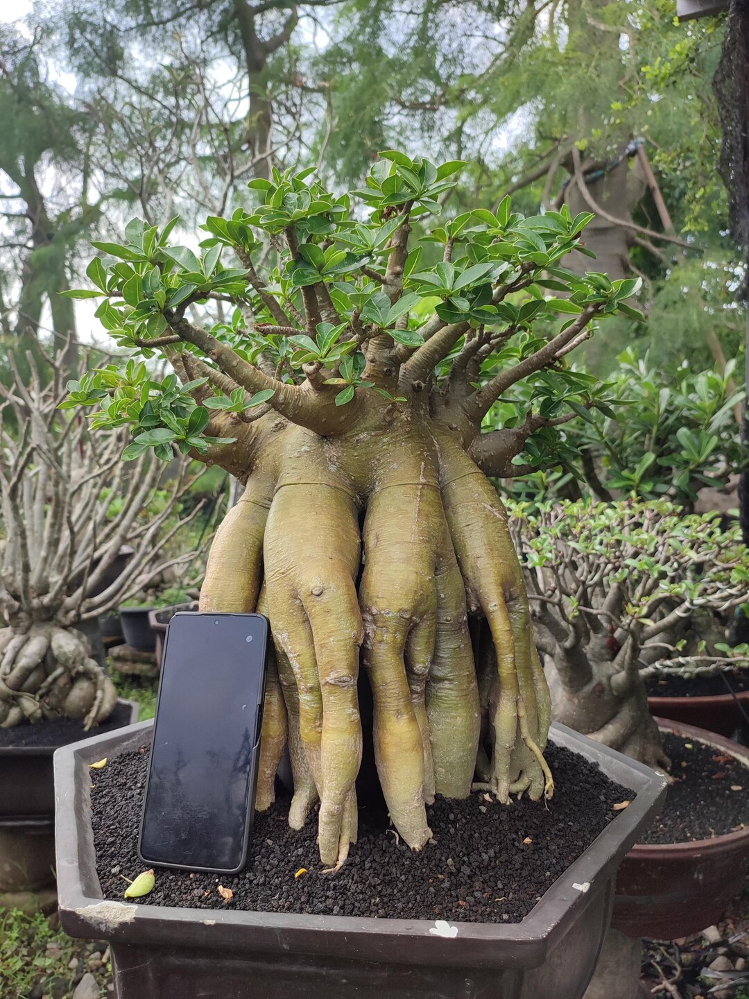 Bonsai Adenium Expose Roots Rare Adenium Bonsai Tree - Etsy
