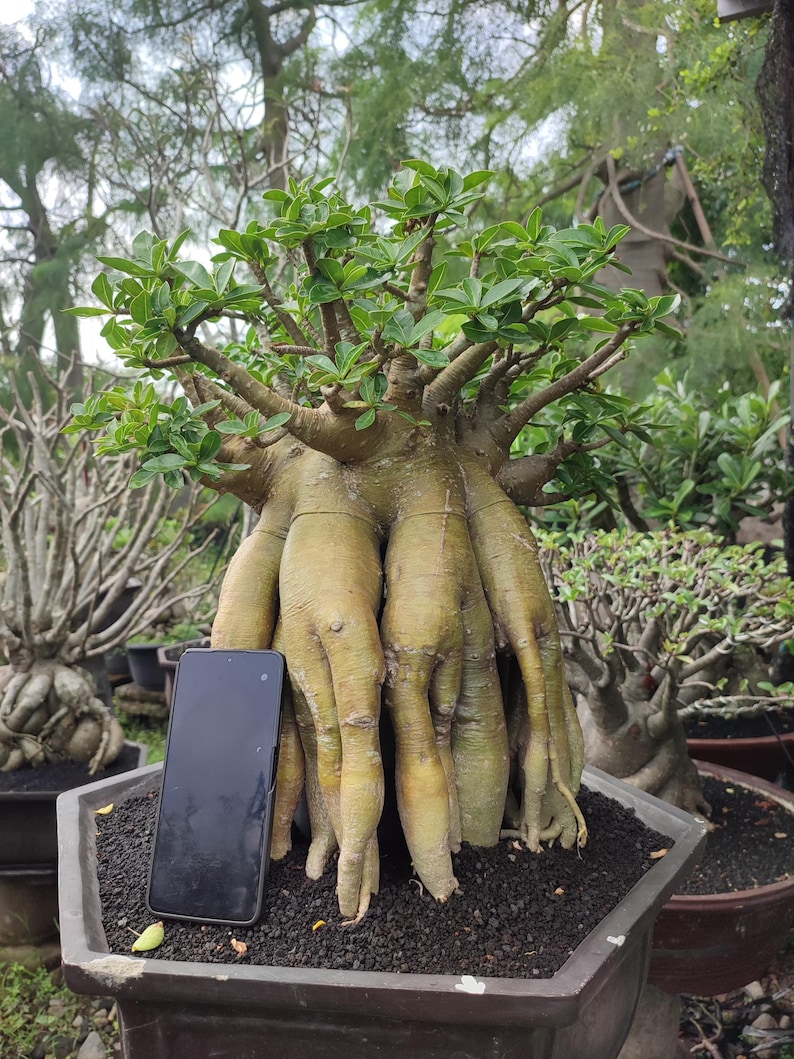 Bonsai Adenium Expose Roots Rare Adenium Bonsai Tree - Etsy