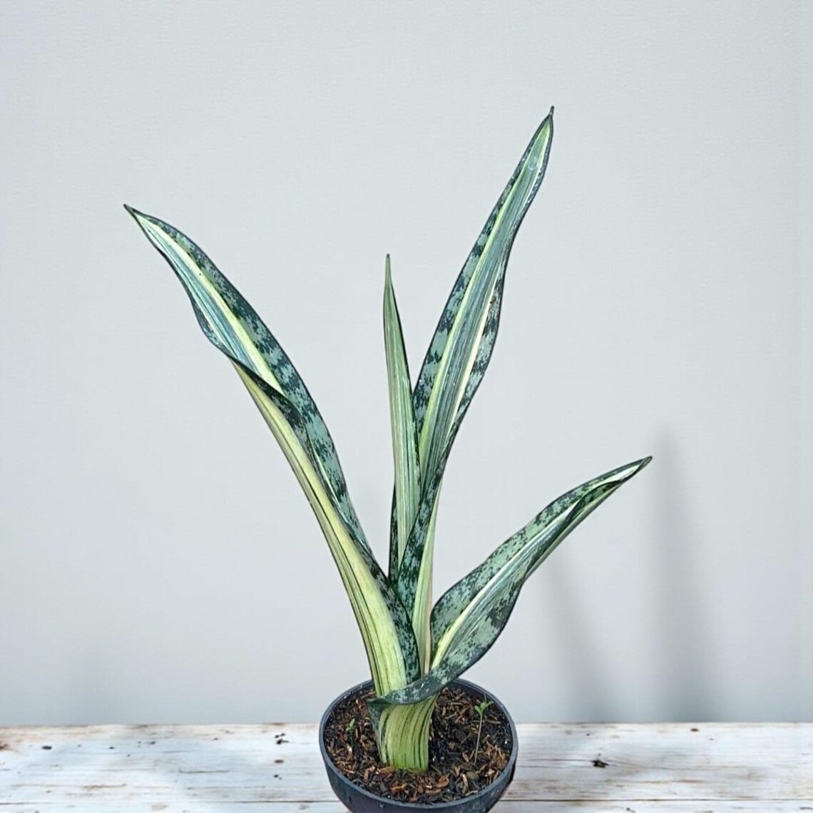 Sansevieria Bantel Batik Snake Plant - Indoor & Outdoor Plant Aroid ...