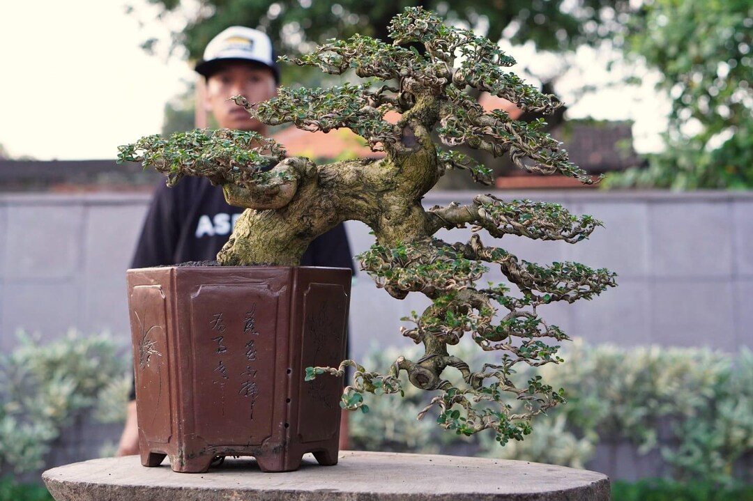 Premna Microphylla Bonsai Tree - Extreme Style New Bonsai Tropical Tree ...
