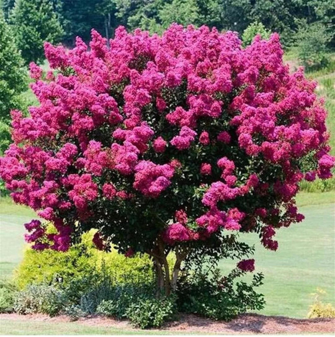 20 Fuchsia Pink Crape Myrtle Seeds – Rare Exotic Flowering Tree - Etsy