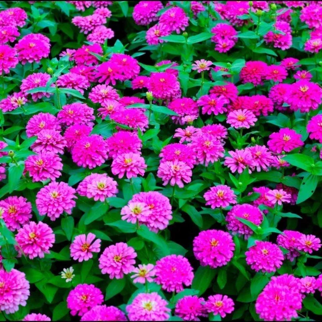 100 Lavender Zinnia Seeds – Rare Annual Blooms for Cut Flowers - Etsy