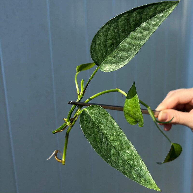 Cebu Blue Pothos - Etsy