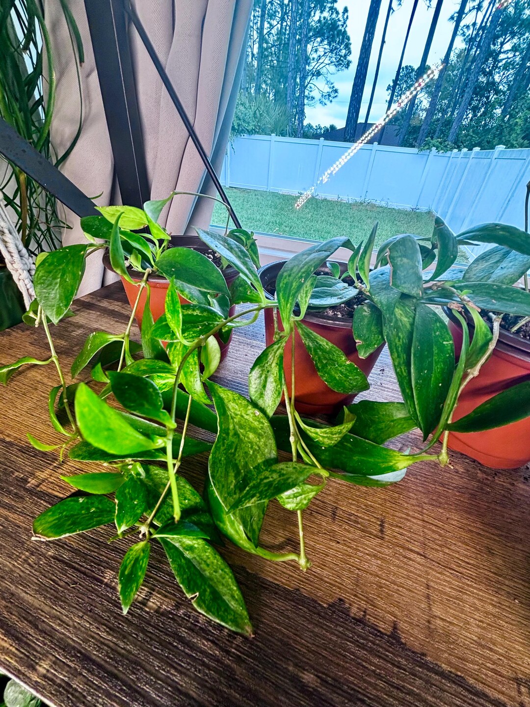 Mini Variegated Lipstick Plant, Trailing Aeschynanthus in 4" Pot - Etsy