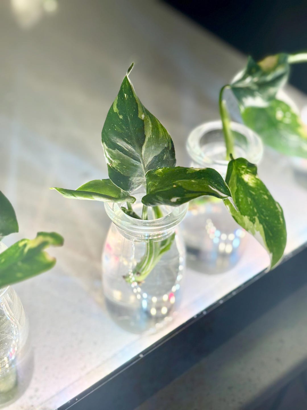 White Wizard Philodendron Cutting – Unrooted | Rare Aroid | Variegated ...