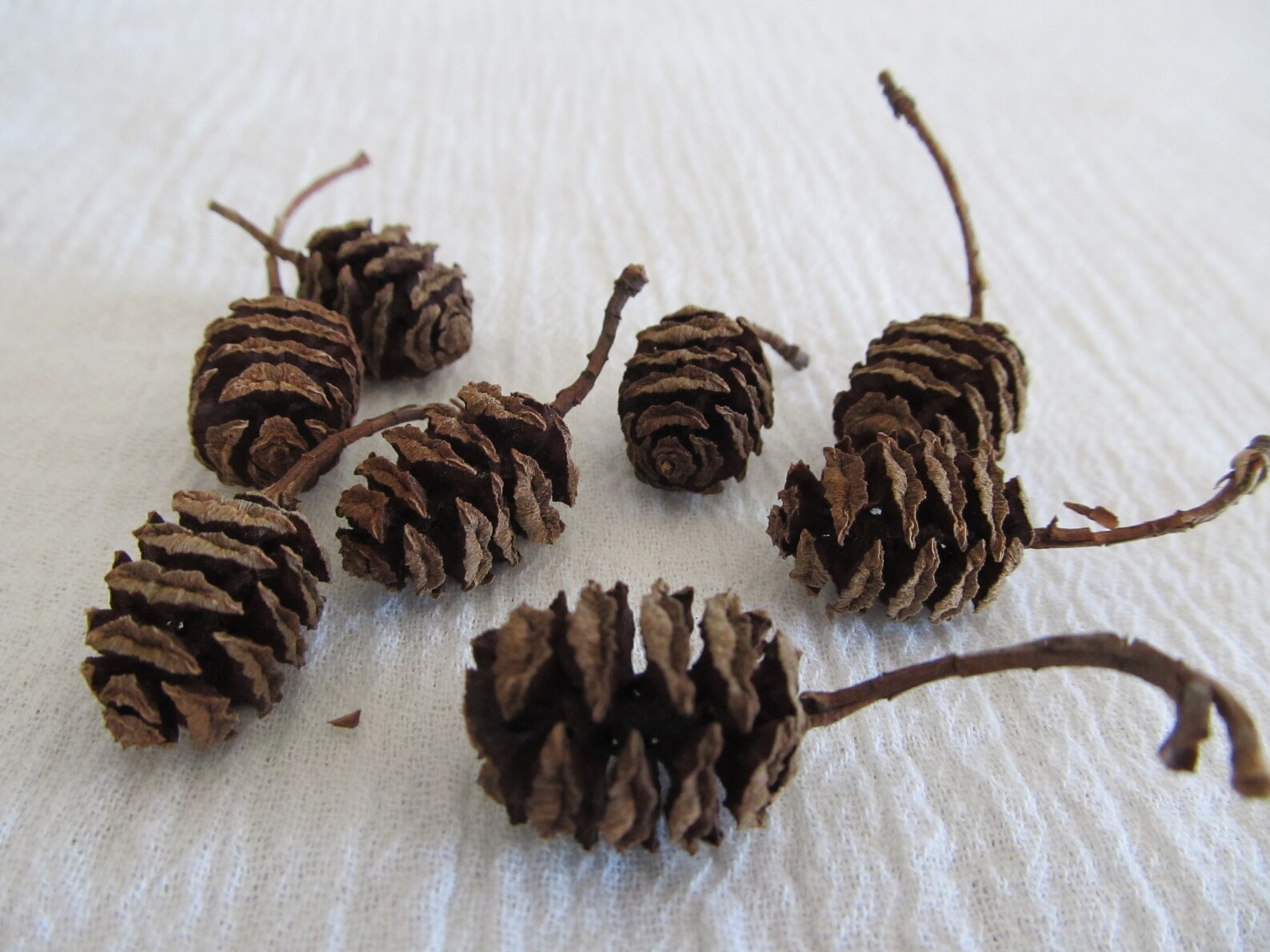 Tiny Pine Cones Redwood Cones Miniature Cones Decorating 130 Count - Etsy