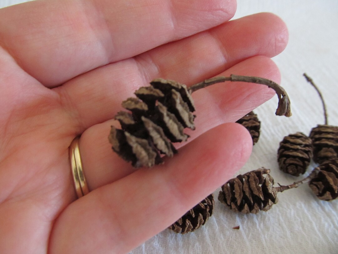 Tiny Pine Cones Redwood Cones Miniature Cones Decorating 130 Count - Etsy