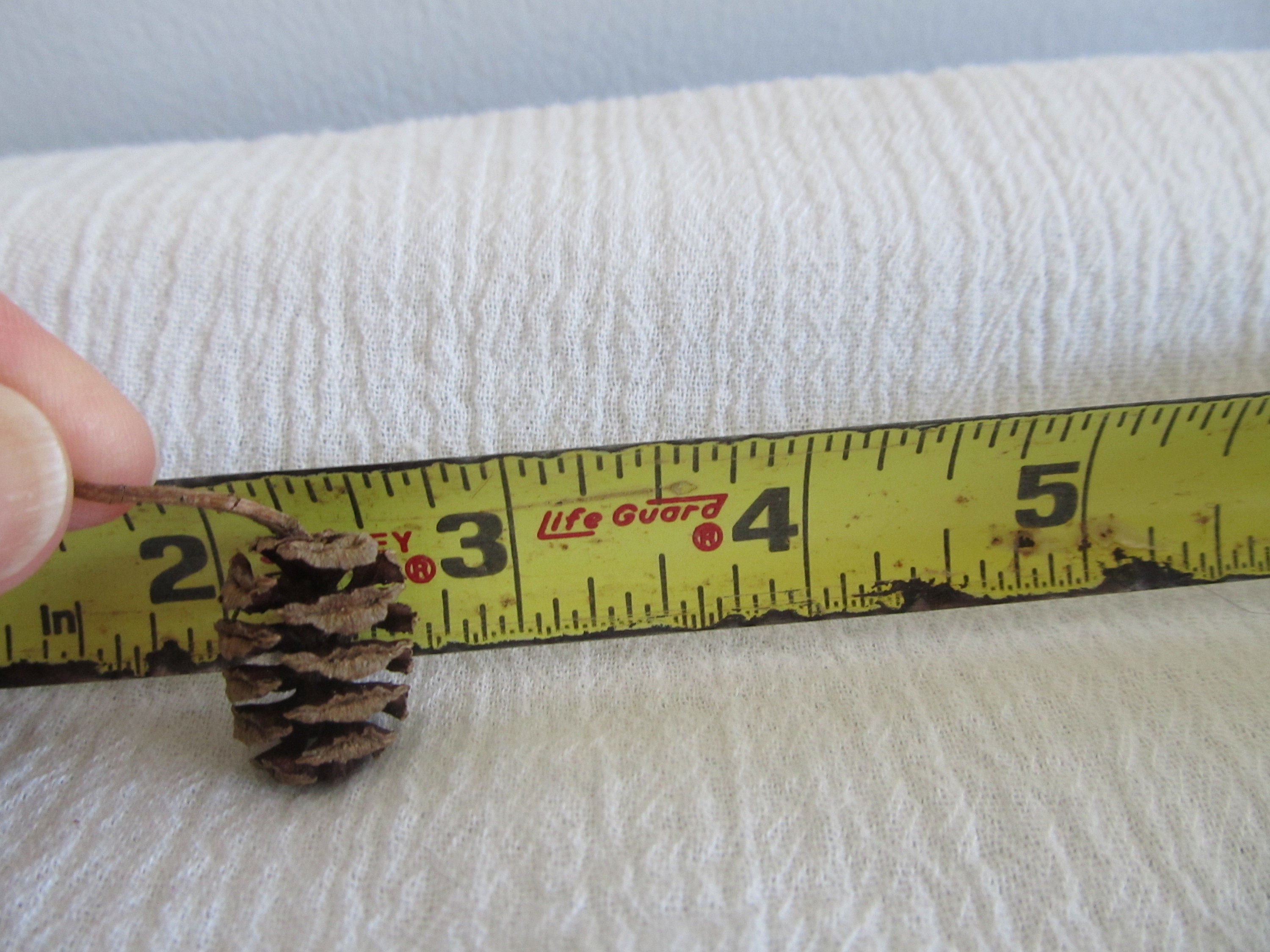 Tiny Pine Cones Redwood Cones Miniature Cones Decorating 130 Count - Etsy