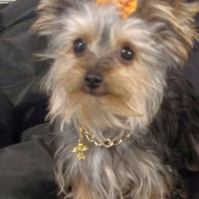 Jewelry for Dogs - Etsy