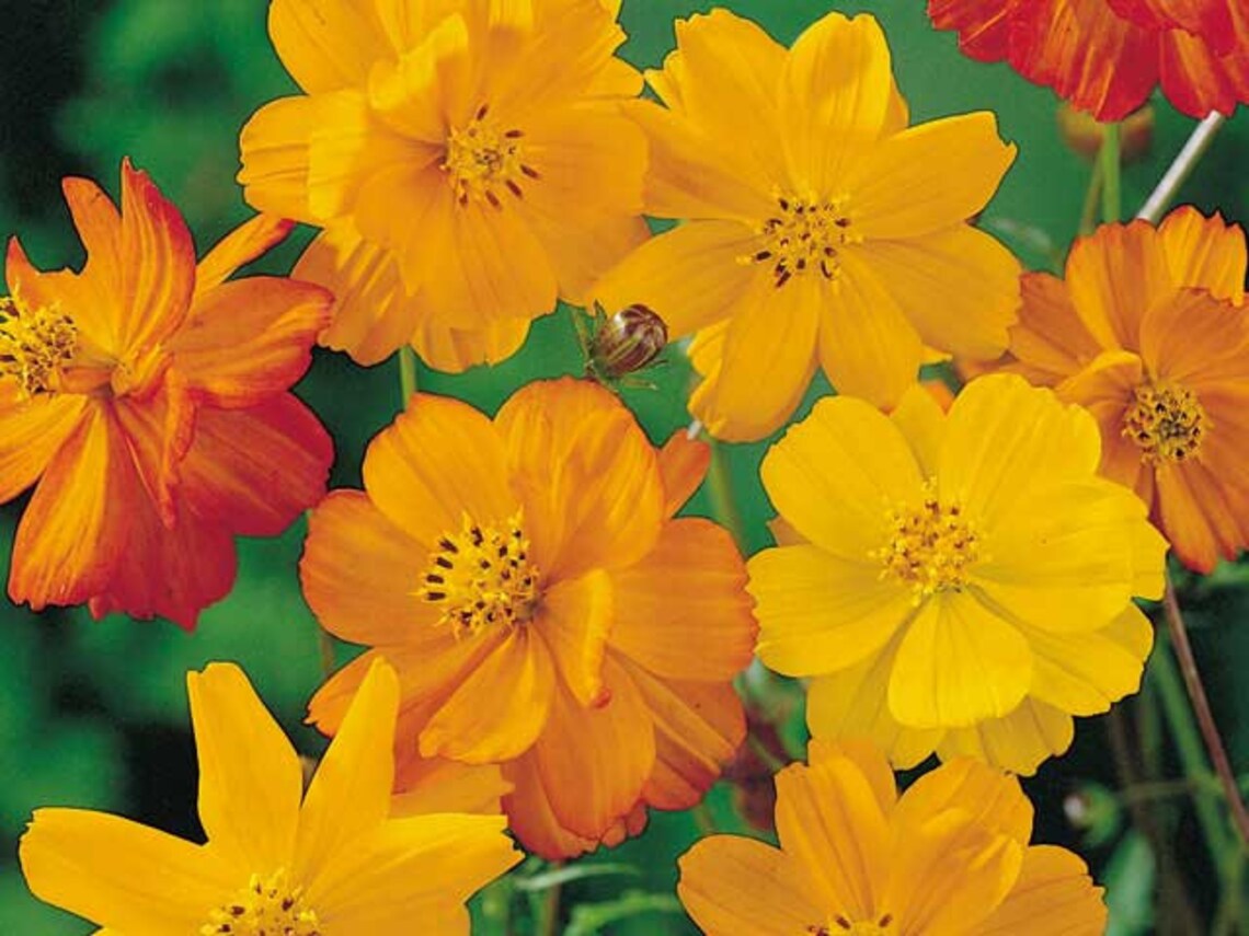 Saucy Socialite Cosmos - Etsy