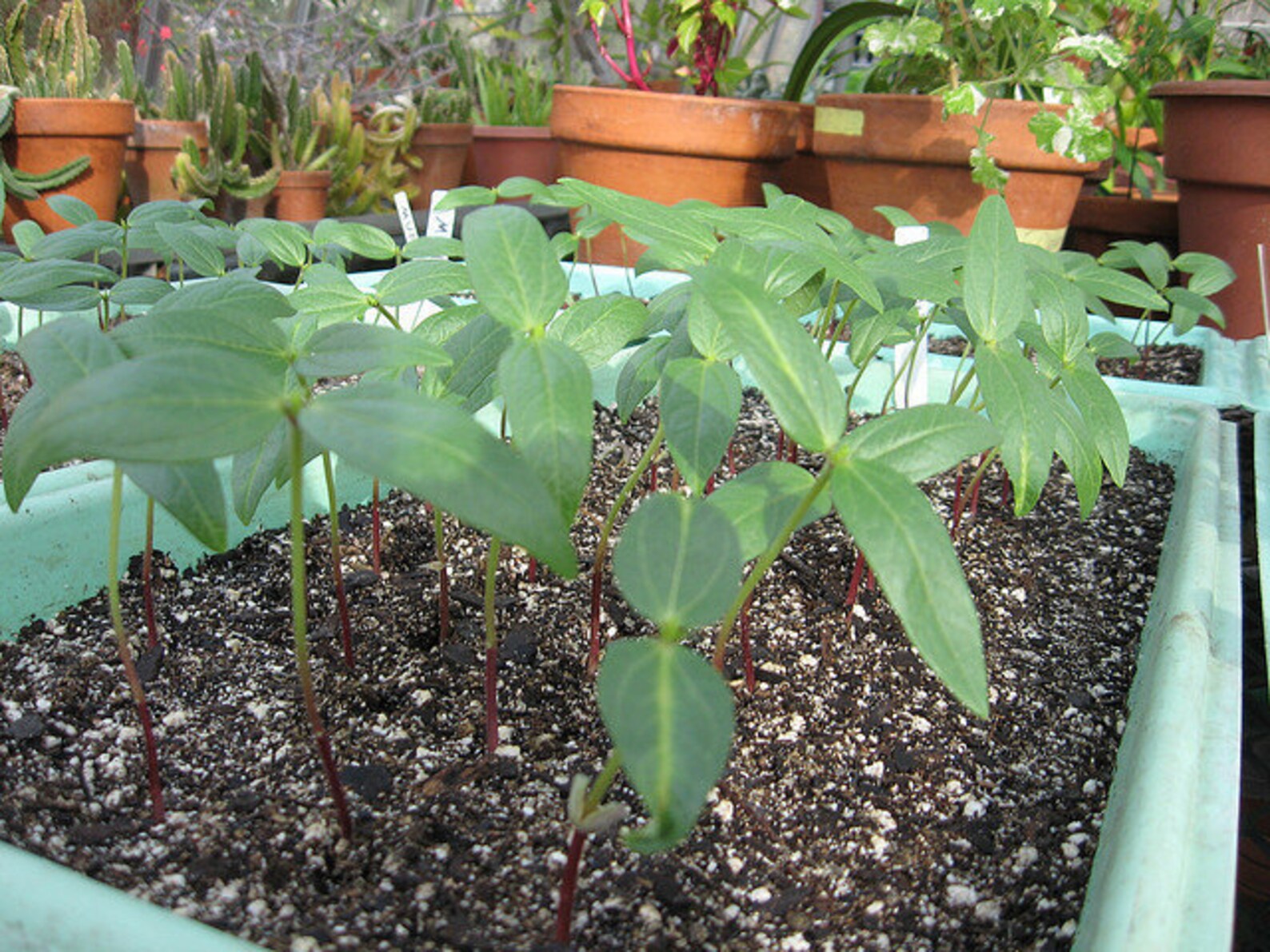 Good Karma Mung Beans | Etsy