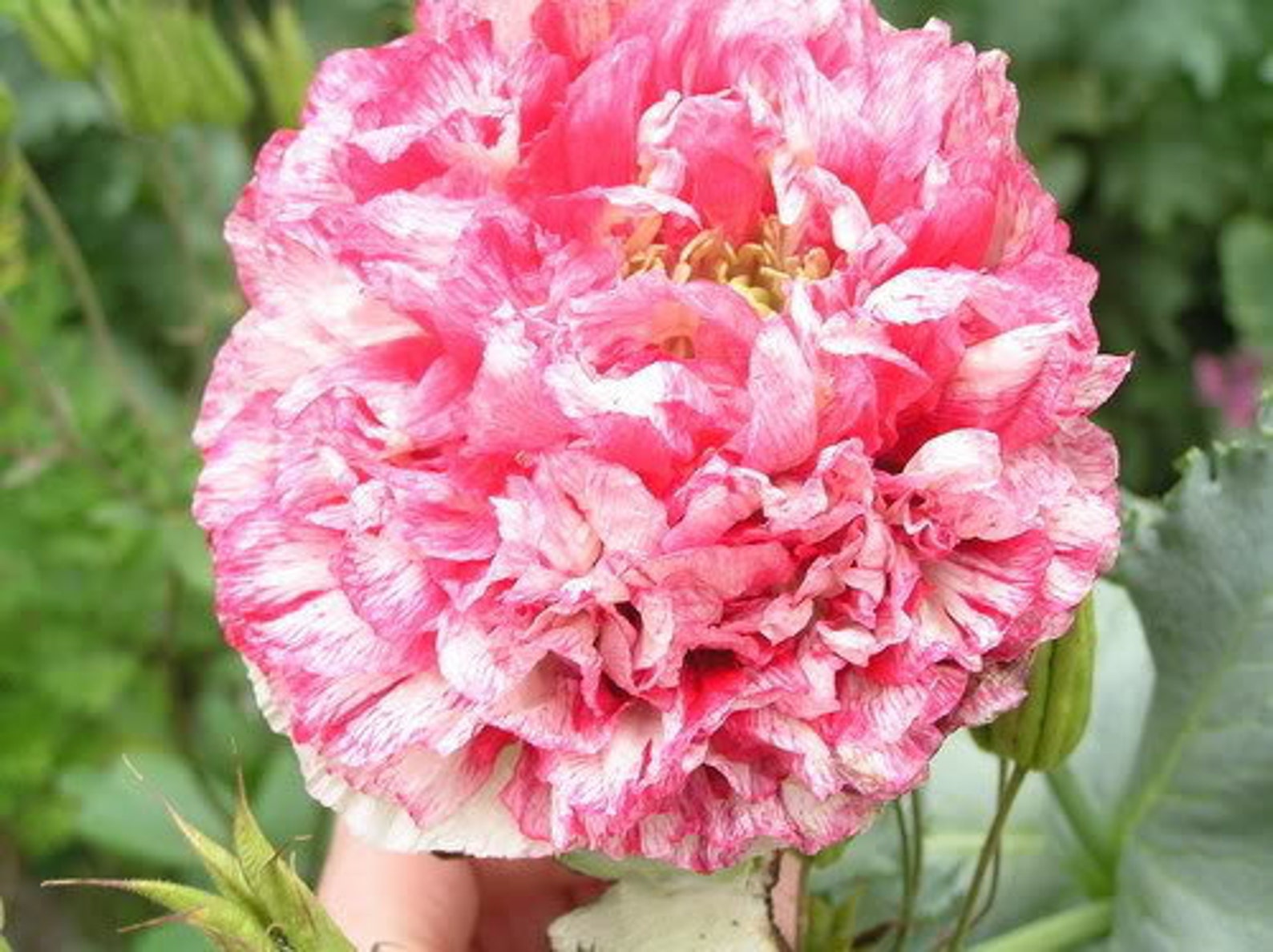 Fluffy Frilly Flemish Poppy - Etsy