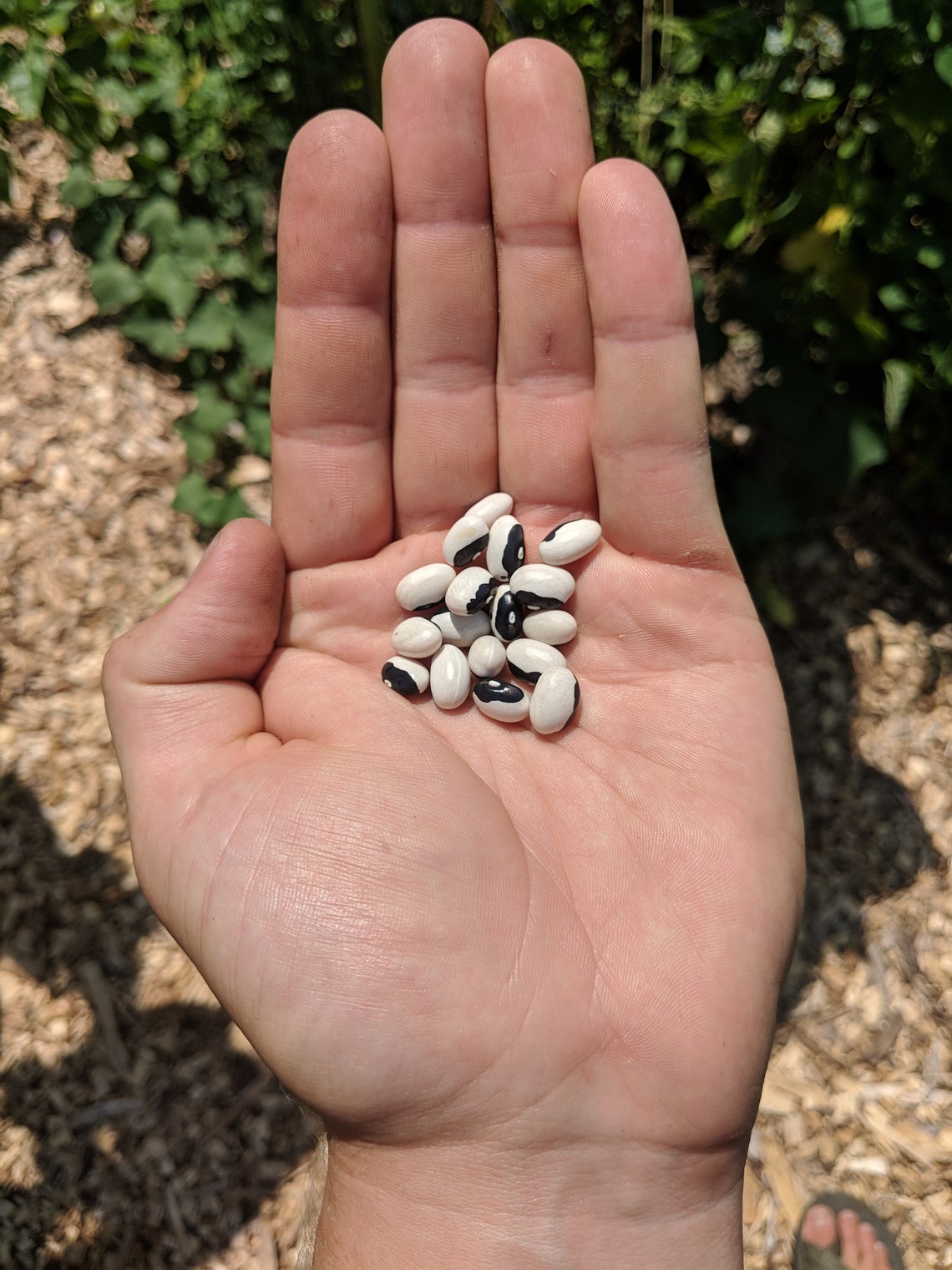 Calypso Ying-yang Beans - Etsy