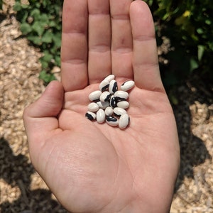 Calypso Ying-yang Beans - Etsy