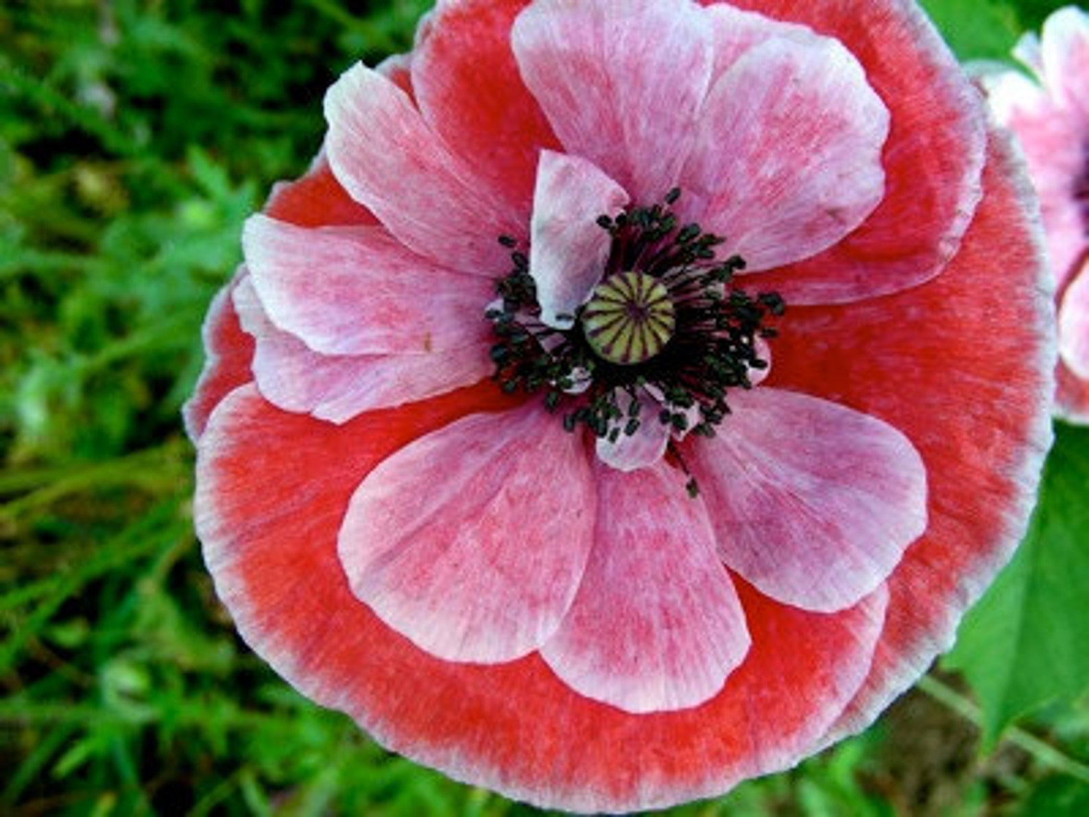 Double Shirley Poppy Mix | Etsy