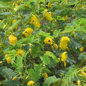 Prairie Partridge Peas - Etsy