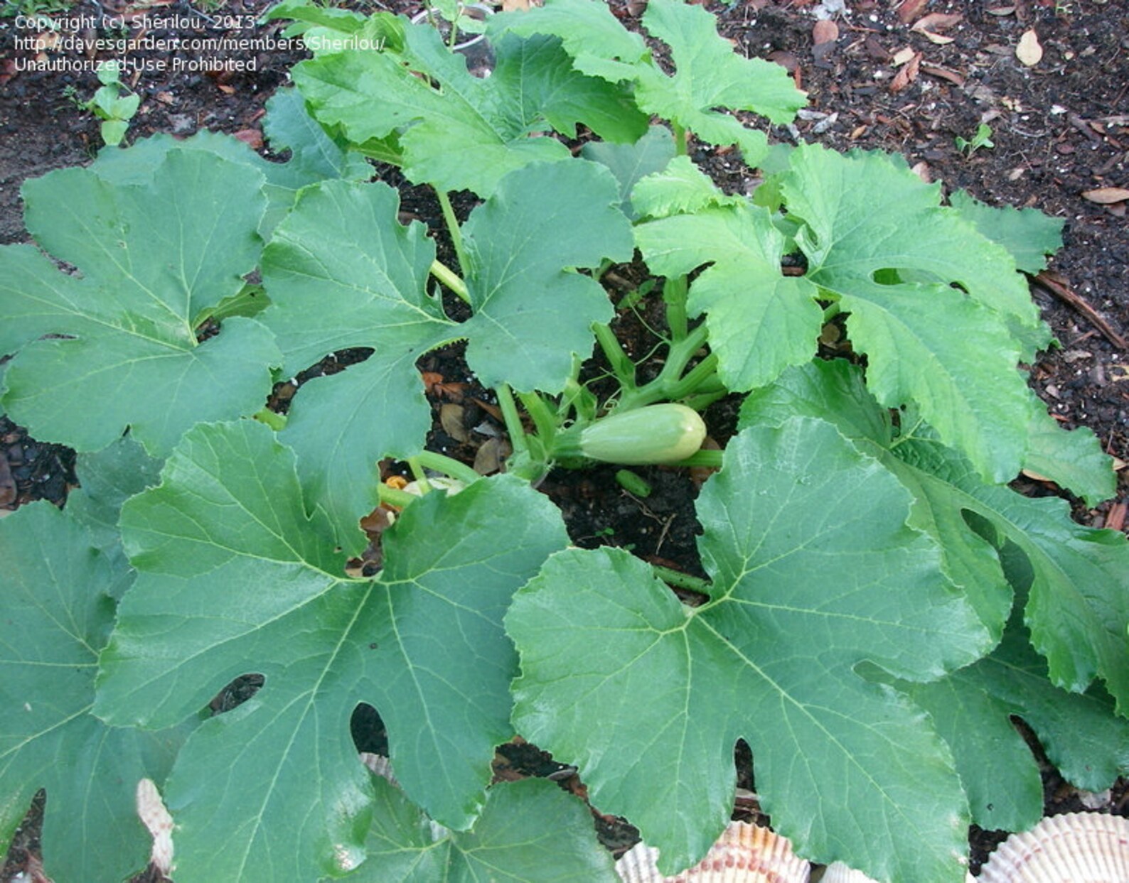 Lebanese Bush Marrow - Etsy