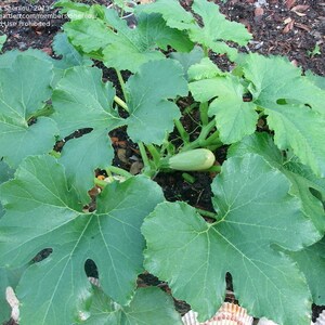 Lebanese Bush Marrow - Etsy