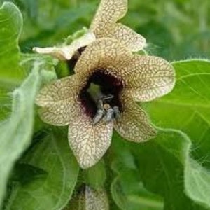 Wicked Witch Henbane - Etsy