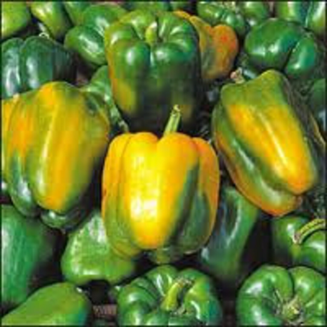 Quadratro Asti Giallo Bell Pepper - Etsy