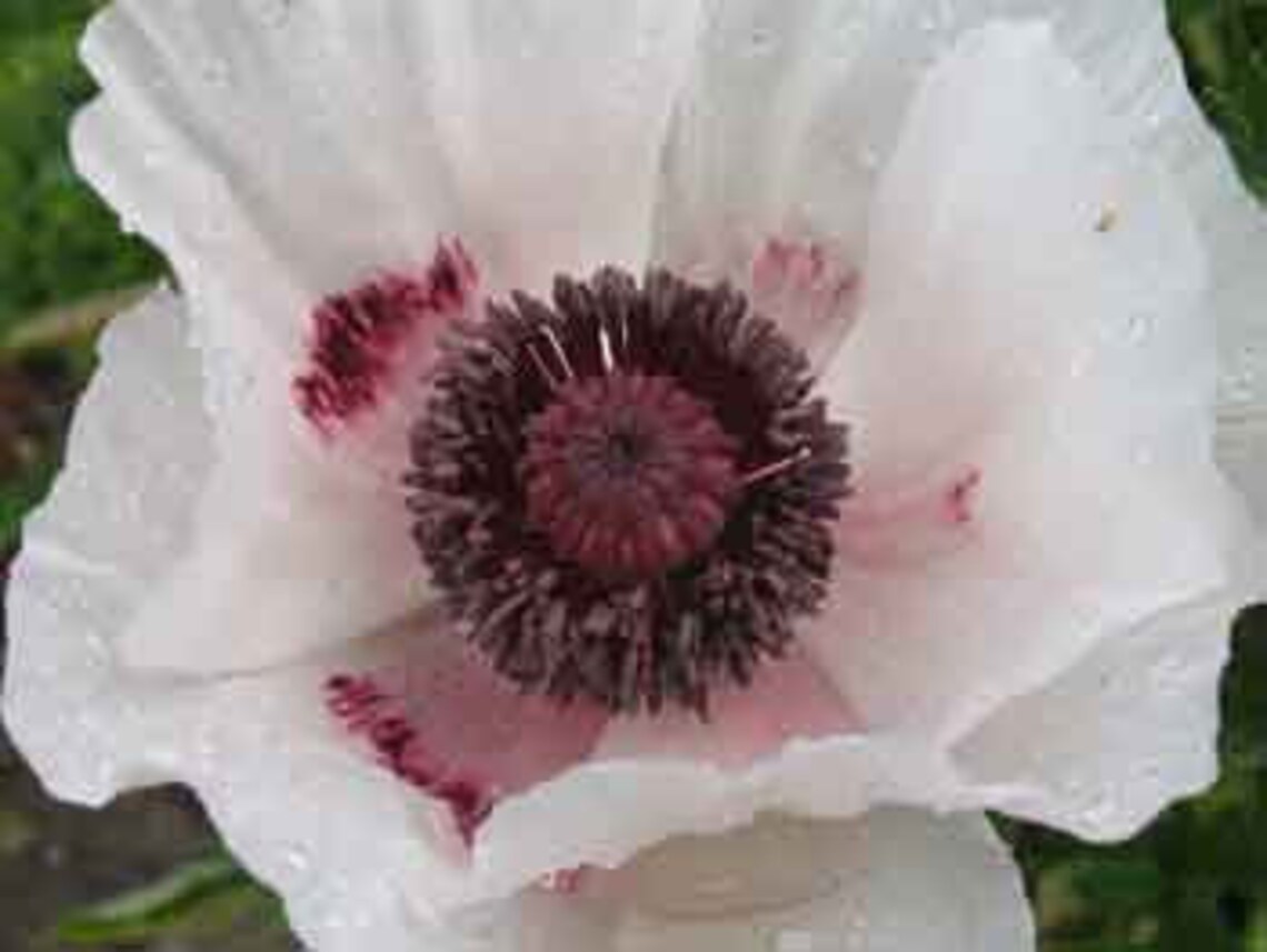 Poppin' Poppy Party - Etsy