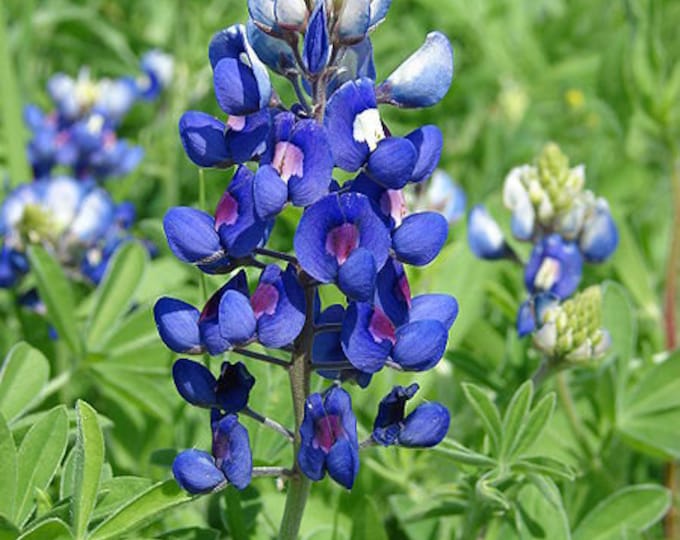 Texan Quaker Bonnet - Etsy