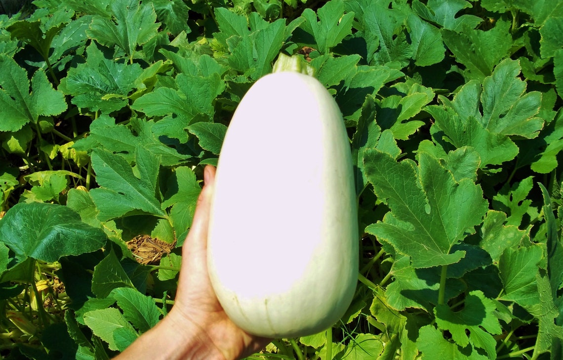 Lebanese Bush Marrow - Etsy